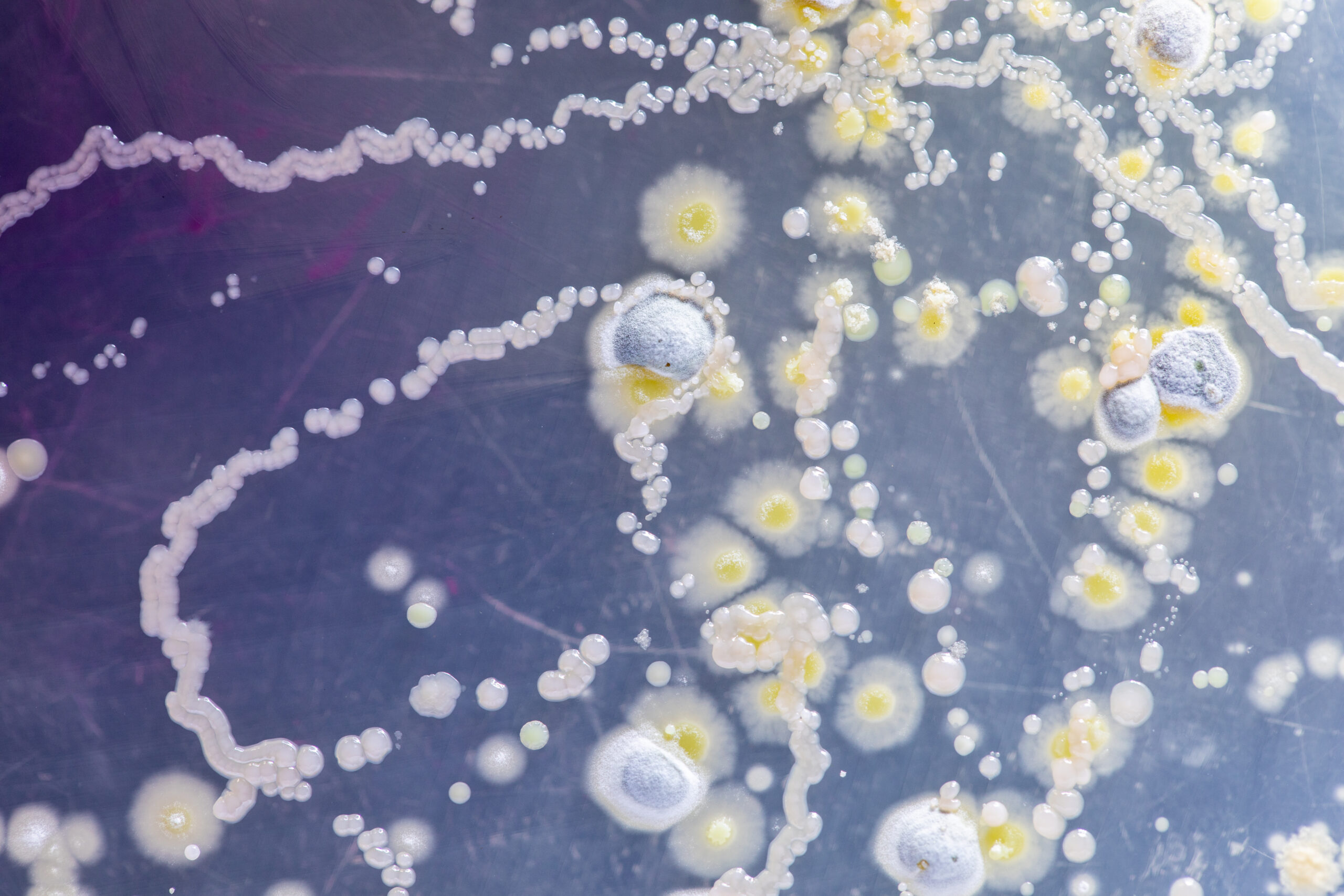 Use of Bioweapons & Benefits of Biotechnology | Global Ozone